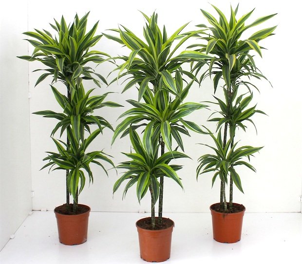 Tronchetto della felicità: perché tenerlo in casa, coltura e cura